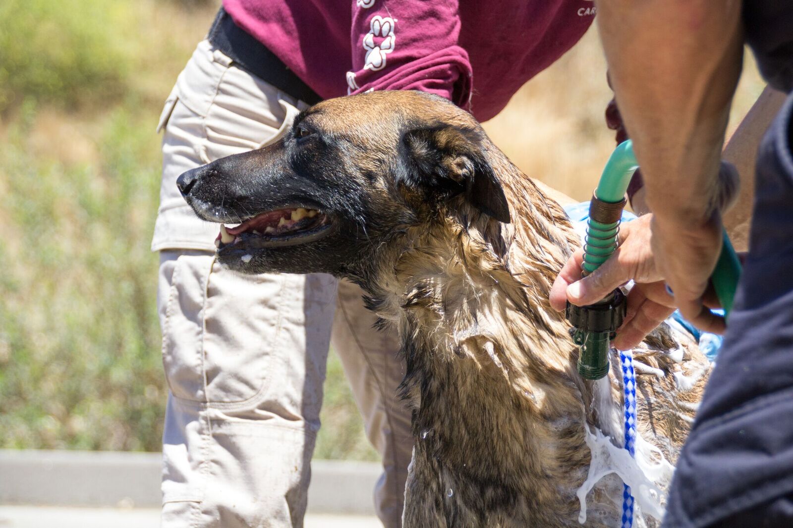 Canine Research